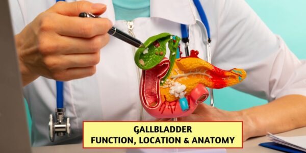 Gallbladder: What it is, Function, Location & Anatomy - Dr. Abhijit ...